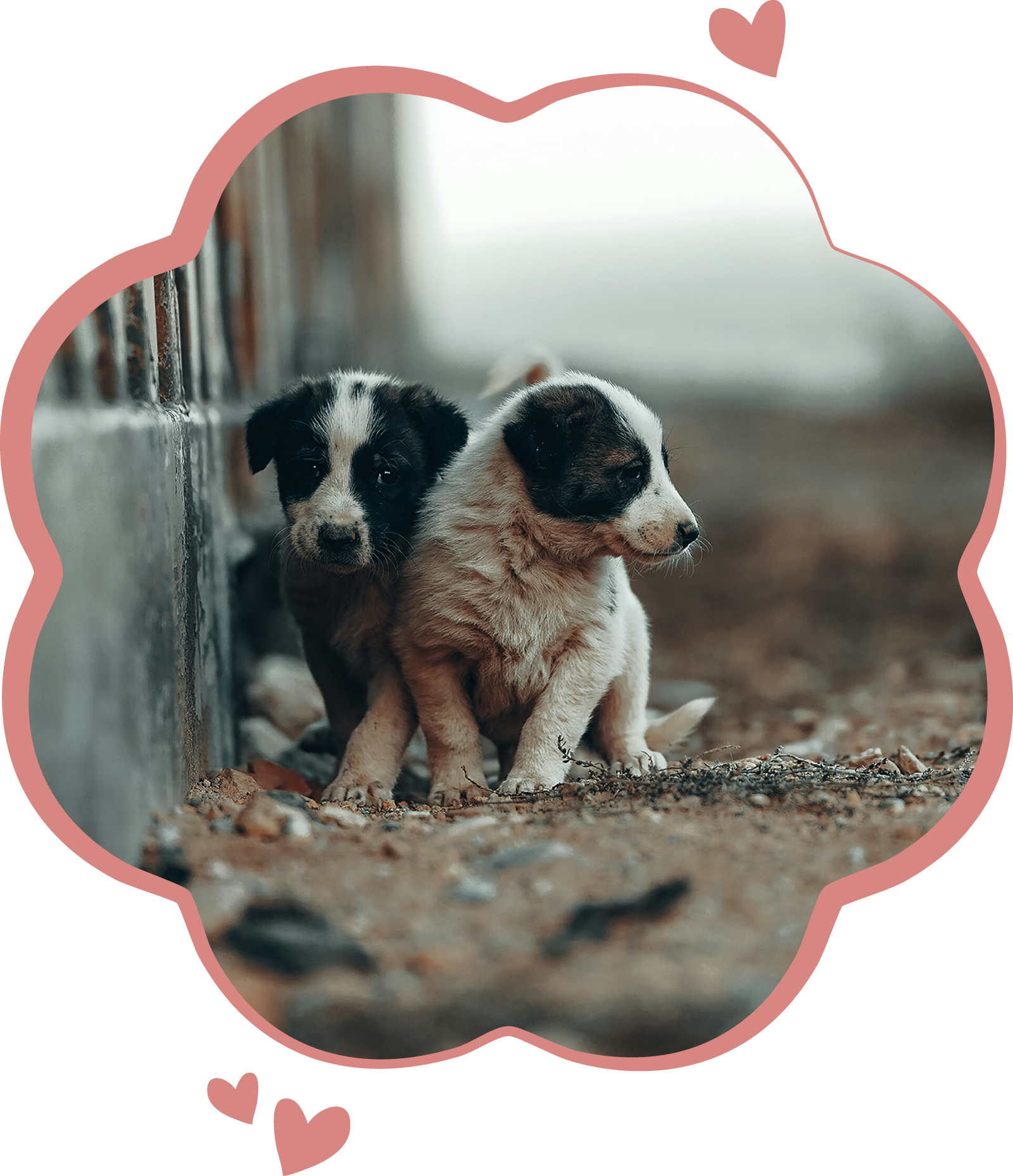 Register – Growing Smiles Fundraising