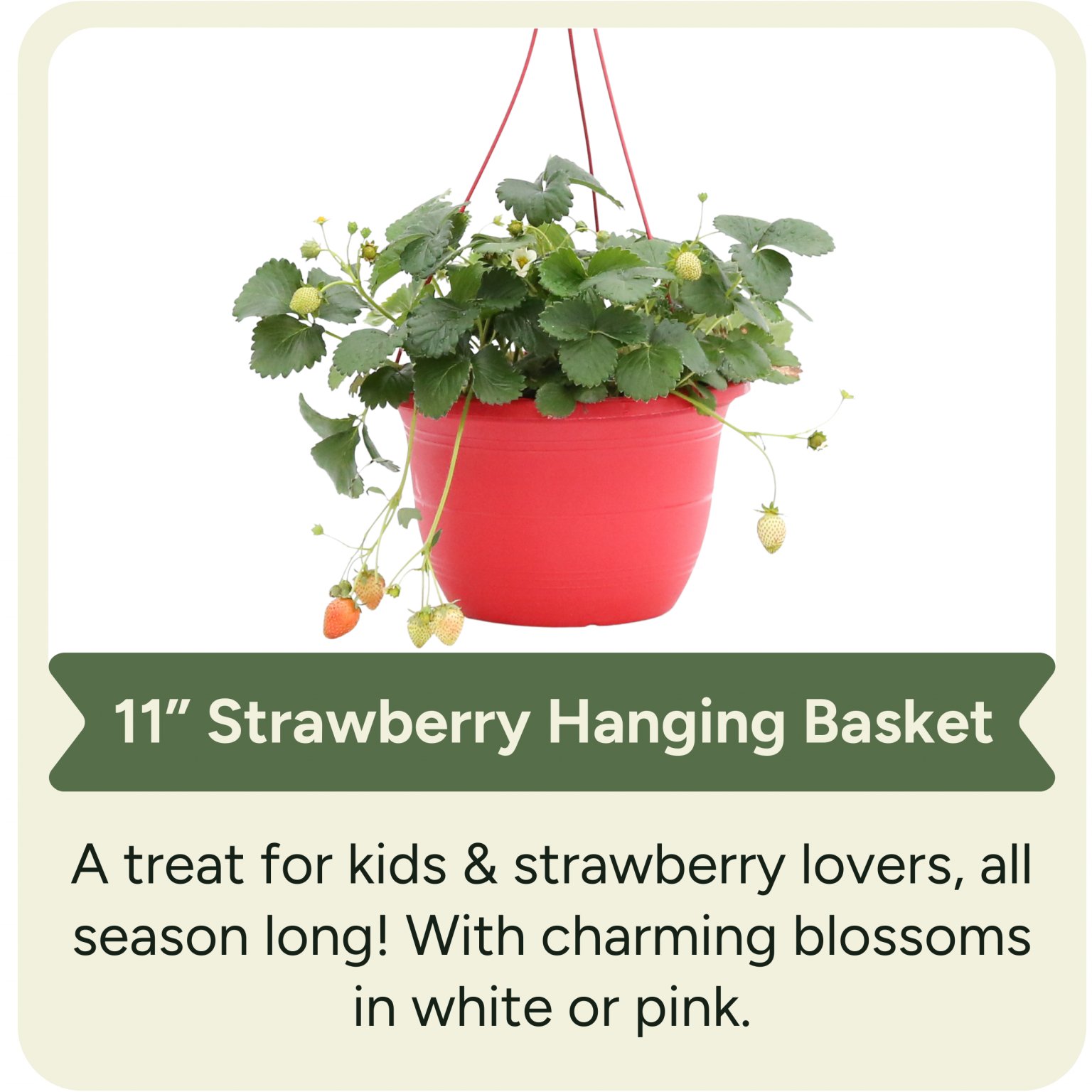 Our Plants – Growing Smiles Fundraising